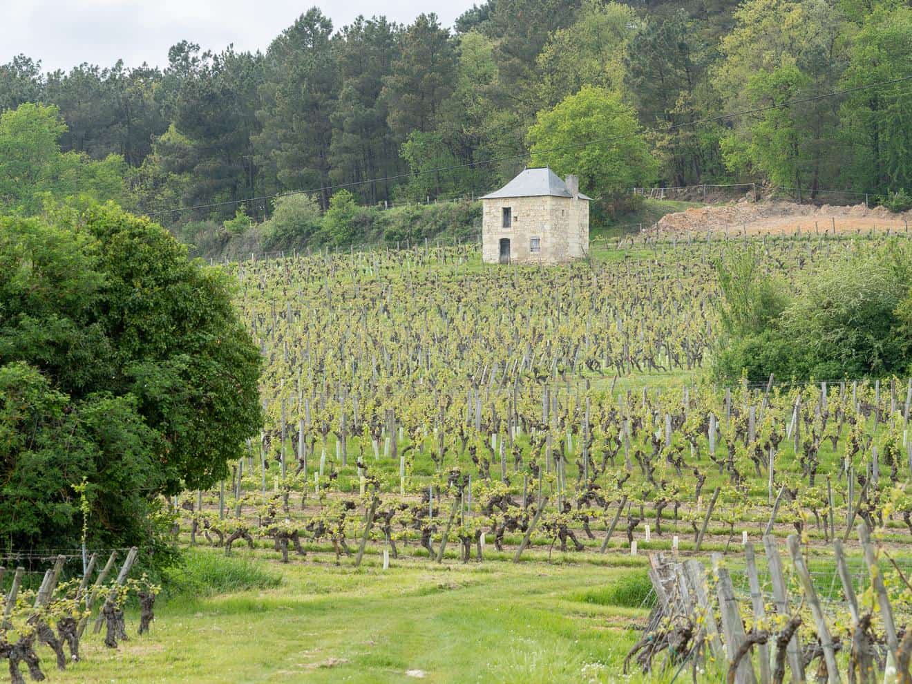 Bourgueil, des vins de Loire à déguster | Val de Loire