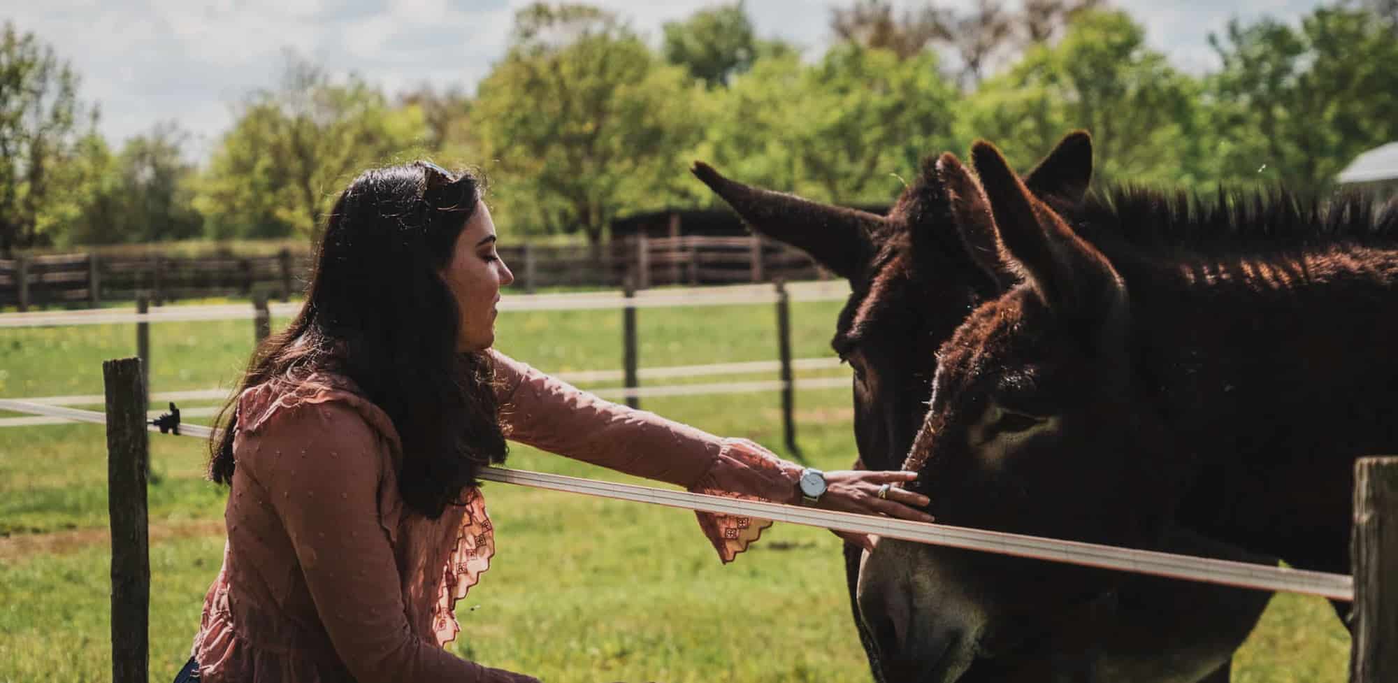Découvrez le pôle du cheval et de l’âne dans le Berry