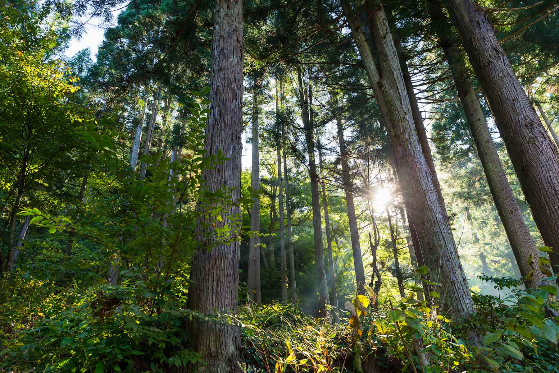 Explorez la Forêt de Blois en famille