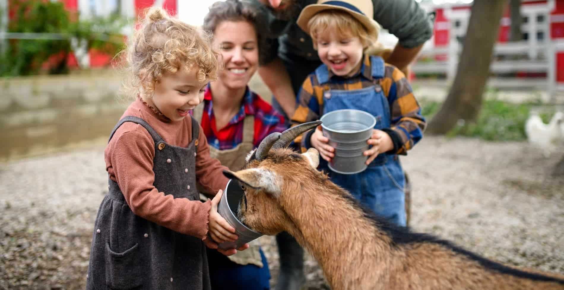 Passez un samedi à la ferme de Gaëtan Brague à Urzy en famille dans la ...