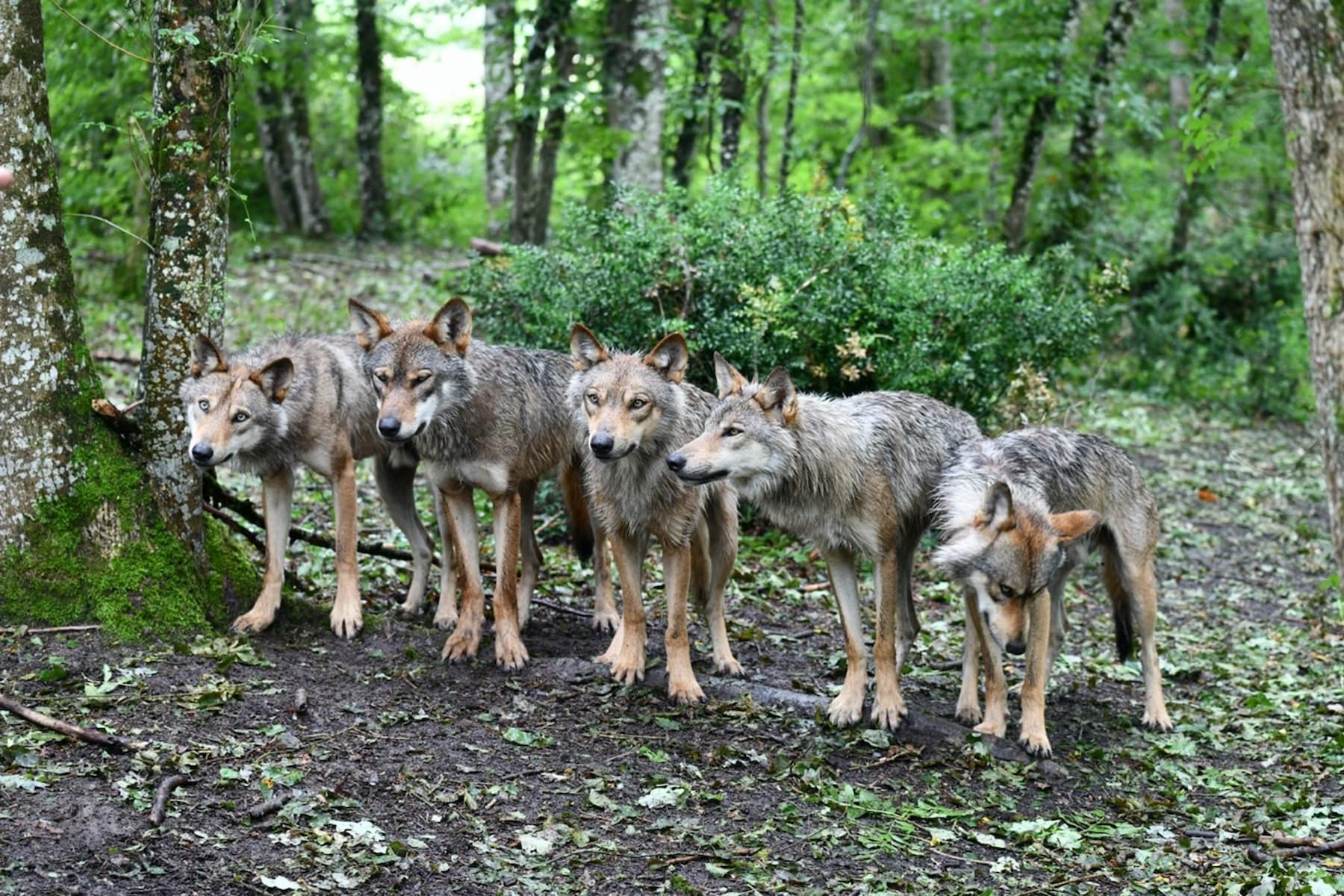 Rendez-vous en Terre Animale : une aventure unique